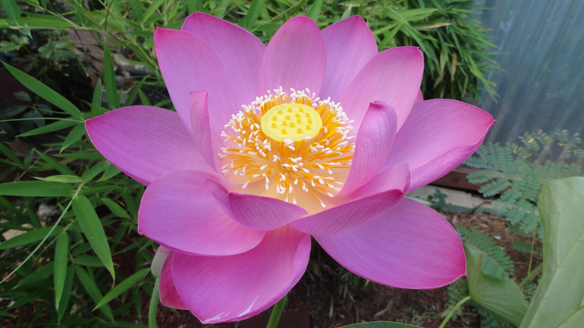 ABOUT US — Lotus Bend